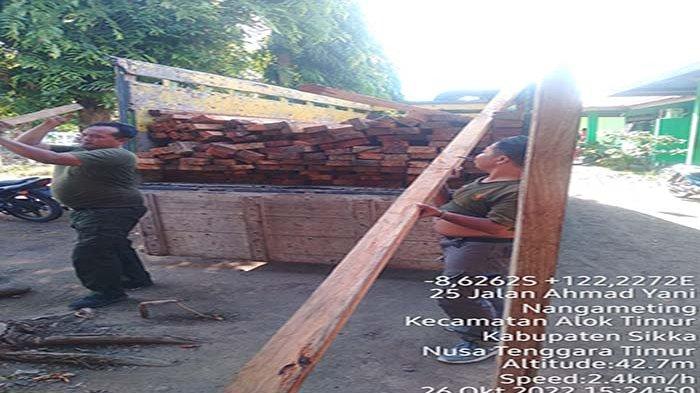 Puluhan Batang Kayu Sitaan Dinas Kehutanan Sikka Hilang, Diduga Diambil Terduga Pelaku ...