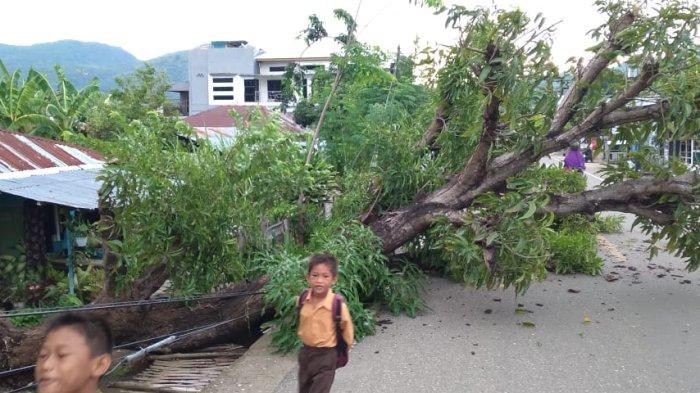 Pohon Mangga Tumbang di Reo, Halangi Jalan Negara Reo-Ruteng ...