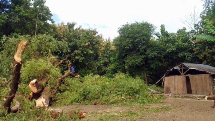 Pohon Tumbang di Malaka, Rumah Dominikus Leki Berek Ambruk ...