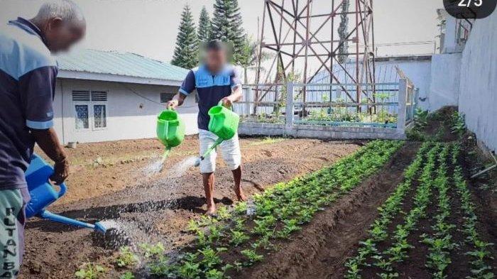 Rutan Bajawa Manfaatkan Brandgang jadi Lahan Sayuran, Dikelola Warga ...