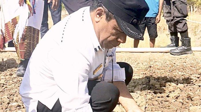 Penjabat Bupati Kupang Sebut Potensi Pertanian Di Semau Menjanjikan ...