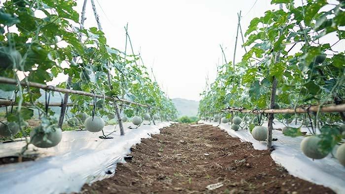 Adesco Farm Labuan Bajo Menuju Efisiensi dan Berkelanjutan dengan ...