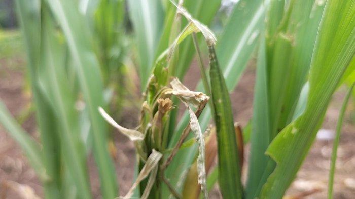 Curah Hujan Tidak Tentu di Sikka, Tanaman Jagung Dimakan Ulat Grayak ...