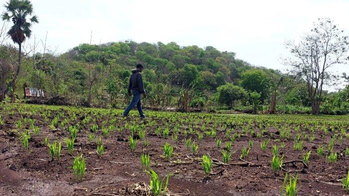Benih Bantuan Mutu Jelek, Petani Padi Ladang di Flotim Beralih Gunakan ...