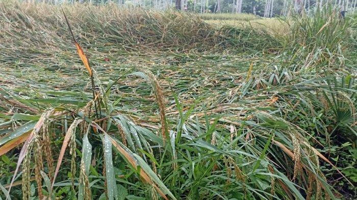 Angin Kencang Menerjang Tanaman Padi Siap Panen di Sikka - Tribunflores.com