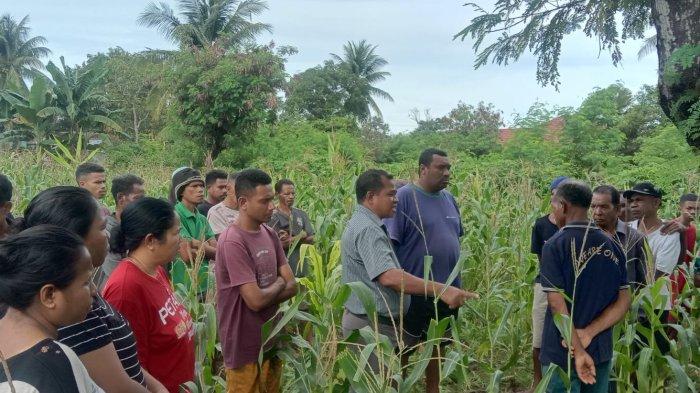 Pembuat Kompos di Kota Kupang Ditemukan Mati di Kebun Jagung - Tribunflores.com