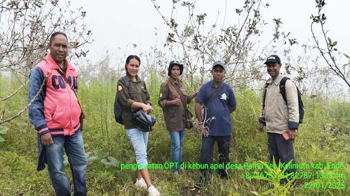 Tim Observasi Tanaman Dinas Pertanian Ende Ungkap Penyebab Tanaman Apel ...