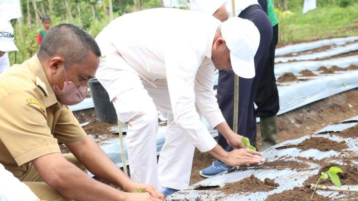 Gubernur NTT Ajak Warga Tanam Hortikultura, Viktor Laiskodat: Kita Butuh Banyak Sekali Komoditi ...