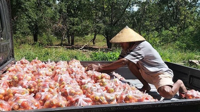 Tomat di Sikka Alami Over Produksi, Yance Maring Sarankan Pemerintah Lakukan Pemetaan Wilayah ...