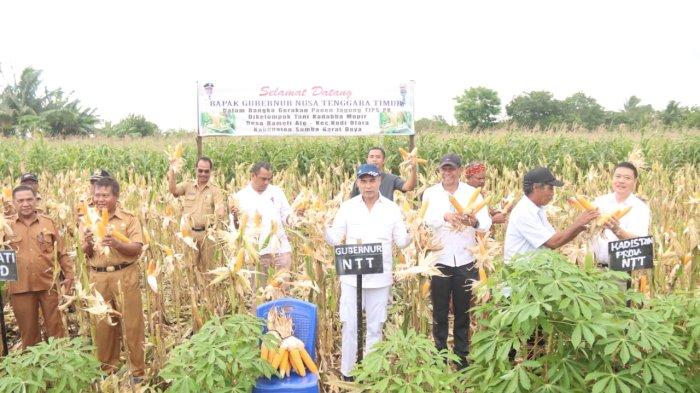 Gubernur NTT Panen Jagung TJPS dan Tinjau Puskesmas Kori di Sumba Barat ...