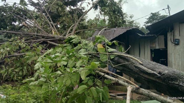 Hujan Angin, Pohon Tumbang Timpa Rumah Warga di Boleng Manggarai Barat ...