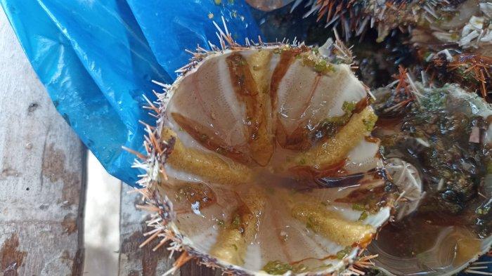 Menyantap Kasuami dan Bulu Babi, Kuliner Khas Pulau Pemana Sikka ...