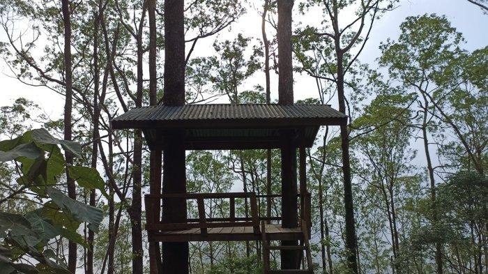 Wisata ke Hutan Ampupu Kebesani Ende, Ada Banyak Spot Foto ...