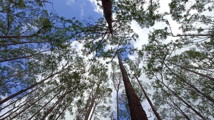 Wisata ke Hutan Ampupu Kebesani Ende, Ada Banyak Spot Foto ...