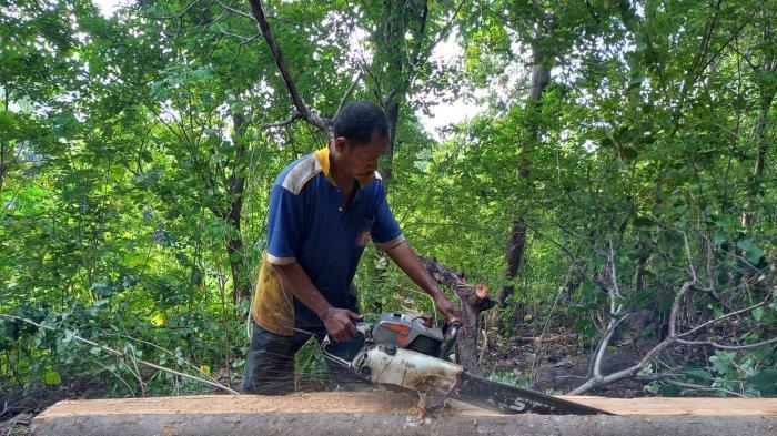 Kisah Yosefus Wilfridus Tukang Potong Kayu di Sikka Sukses Sekolahkan ...