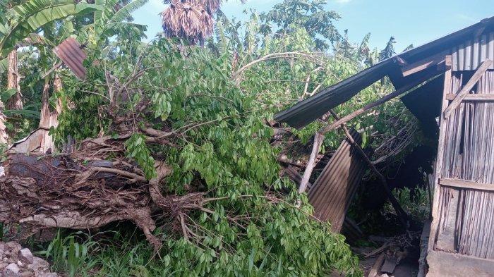 BMKG Sebut Ada Bibit Siklon, Warga Diminta Manggarai Waspadai Angin Kencang - Tribunflores.com