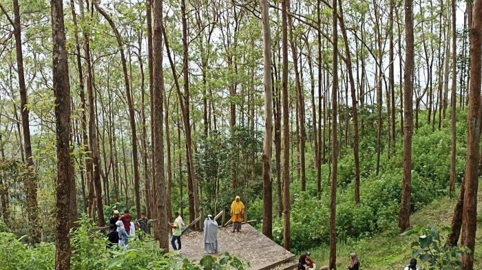 Wisata ke Hutan Ampupu Kebesani Ende, Ada Banyak Spot Foto ...