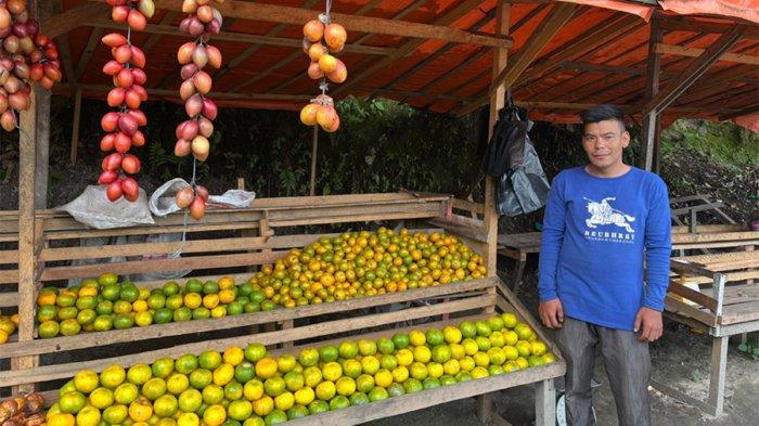 Berkunjung ke Aceh Tengah, Nikmati Segarnya Jeruk Keprok Oleh-oleh Khas ...
