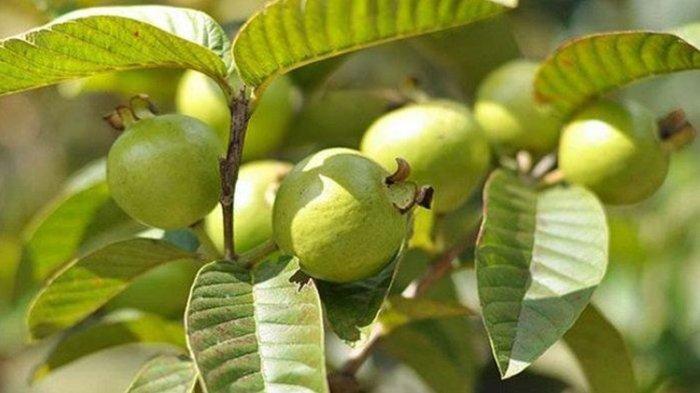 Manfaat Daun Jambu Biji untuk Kesehatan, Mulai Pengobatan Diabetes ...