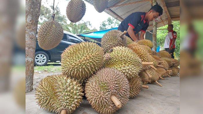 Tahun Ini Hasil Panen Durian di Kekuyang Aceh Tengah Alami Penurunan, Dijual Kisaran Rp 10.000 ...