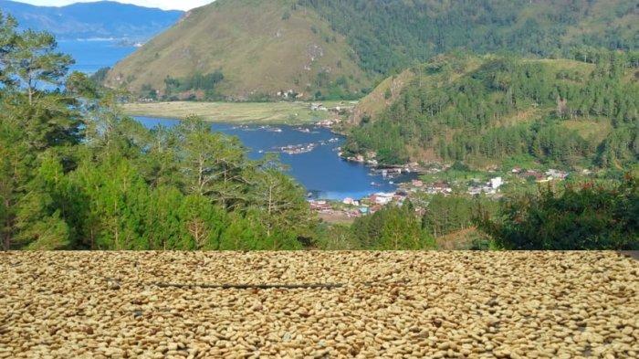 Kopi Gayo Napas Kehidupan Bagi Orang Gayo - tribungayo.com