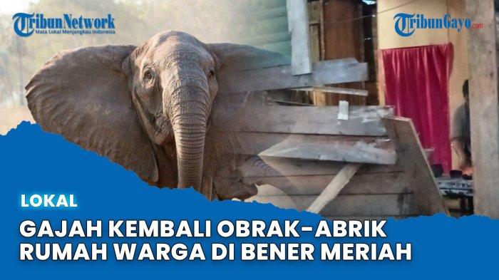 Gajah Kembali Obrak-obrik Rumah Warga di Bener Meriah - tribungayo.com