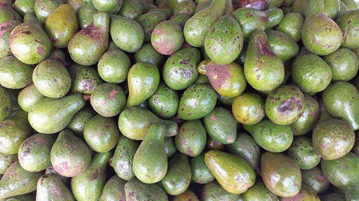Harga Alpukat di Aceh Tengah Masih Melambung Tinggi, Pedagang Ungkap ...