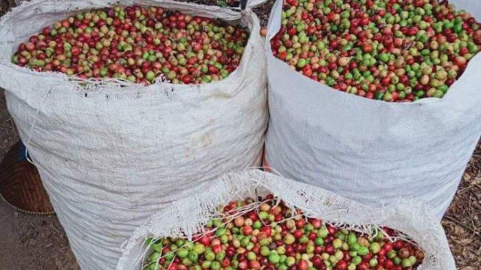 Harga Kopi Gayo di Gayo Lues Bertahan Rp 45 Ribu Per Bambu - tribungayo.com