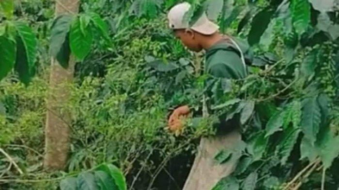 Kebun Kopi Gayo, Kebanggaan Aceh Tengah dengan Rasa Kopi yang Istimewa - tribungayo.com