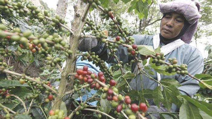 Mengenal Jenis-Jenis Kopi Gayo yang Populer, Salah Satunya Menjadi ...