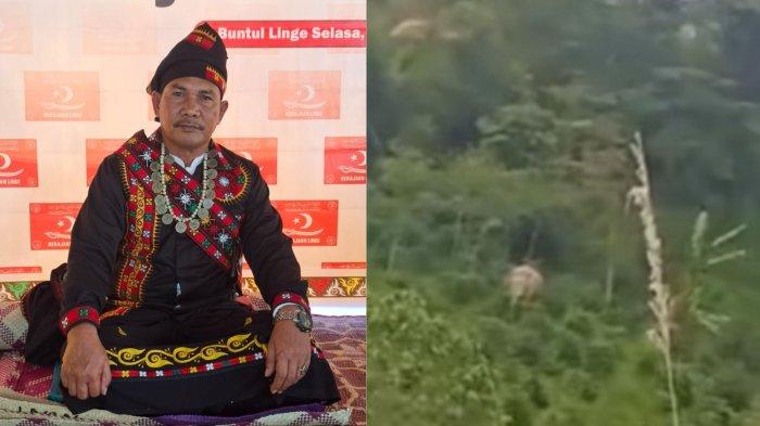 Viral! Kemunculan Gajah Putih di Bener Meriah, Benarkah Ini Pertanda ...