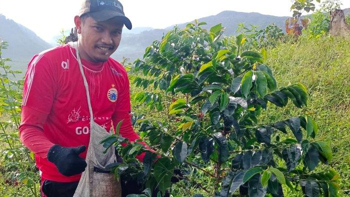 Kisah Robi Sugara, Petani Aceh Tengah Merawat Tanaman Kopinya Seperti ...