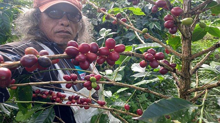 Kopi Gayo dan Peran yang Bisa Dimainkan Program ESG Perbankan ...