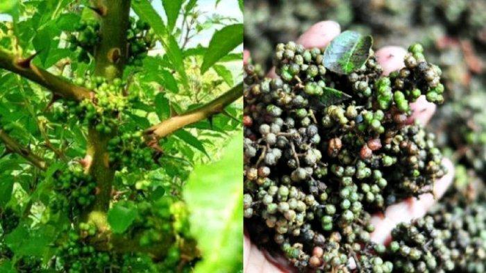 Mengenal Buah Andaliman, Rempah Khas Tanah Gayo dan Batak yang Pedas ...