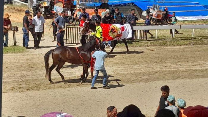26 Kuda Berlomba Maju Ke Semifinal Di Event Pacuan Kuda Tradisional Di