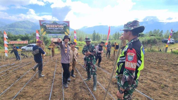 Kapolsek Linge, Muspika dan Masyarakat Gelar Penanaman Jagung Serentak ...