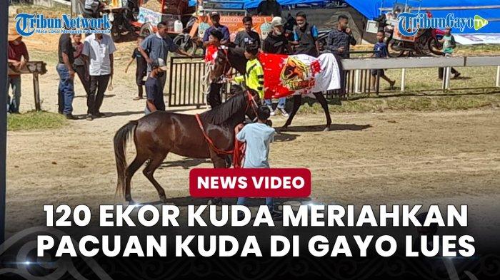 Hari Ini Terakhir Pacuan Kuda Tradisional di Gayo Lues, 51 Ekor Kuda ...