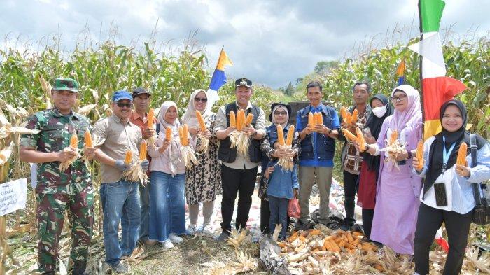 Panen Jagung Perdana, Pj Bupati Bener Meriah: Salah Satu Langkah Pemda ...