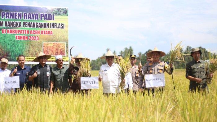 Pj Bupati Aceh Utara Bersama Pejabat Forkopimda Panen Padi Sawah di Paya Bakong - tribungayo.com