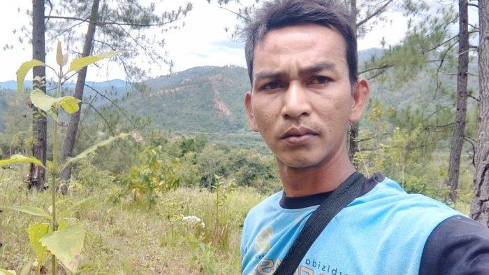 Harga Getah Pinus Anjlok, Penderes Getah Pinus di Aceh Tengah Harapkan ...