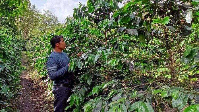 Varietas Ateng Super Jadi Idola Petani Kopi Gayo di Aceh Tengah ...