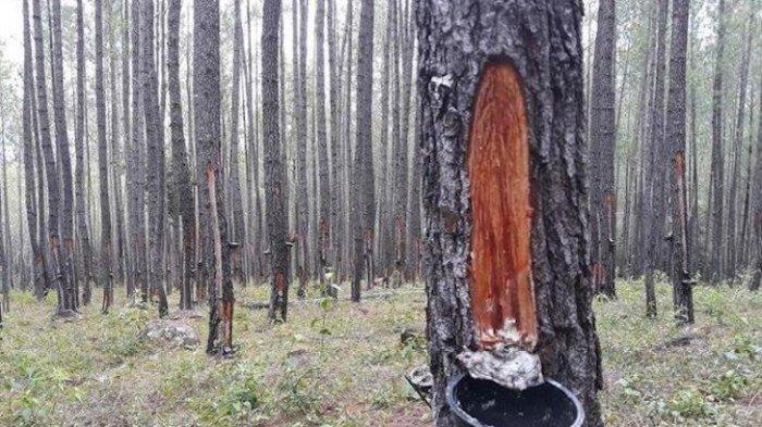 Publik Aceh Tengah Terkejut PAD dari Getah Pinus Rp 85 Juta Tahun 2022 ...