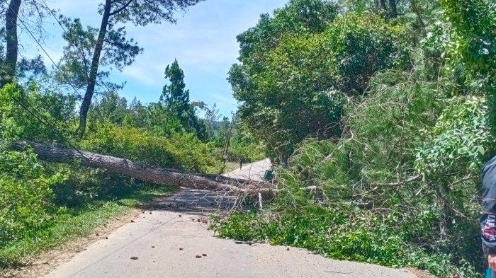 Jalan ke RSUD Muhammad Alikasim Gayo Lues Lumpuh, Pohon Pinus Tumbang ...
