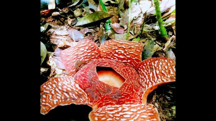 Liburan Lebaran Idul Fitri, Yuk ke Aceh Tenggara, Melihat Bunga ...