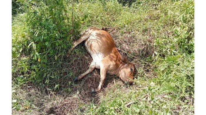 Harimau Sumatera Terkam Sapi dan Warga juga Resah di Aceh Utara, Begini ...