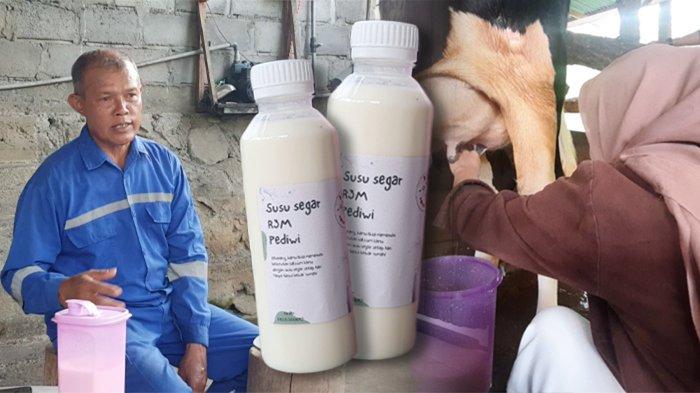 Susu Sapi Segar R3M Asli Takengon Aceh Tengah, Kualitas Tinggi dan Kaya ...