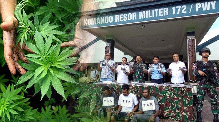 Anggota TNI Korem 172/PWY Gagalkan Penyelundupan Ganja di Perbatasan RI-PNG - tribungayo.com
