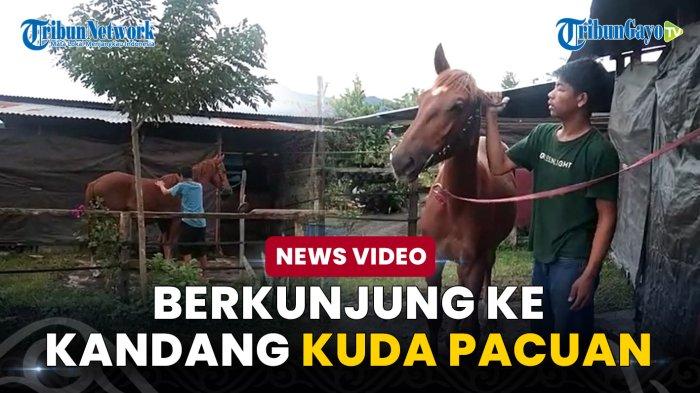 Video Berkunjung Ke Kandang Kuda Pacuan Tribungayo