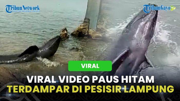 VIDEO Viral Paus Hitam Terdampar di Pesisir Lampung - tribungayo.com