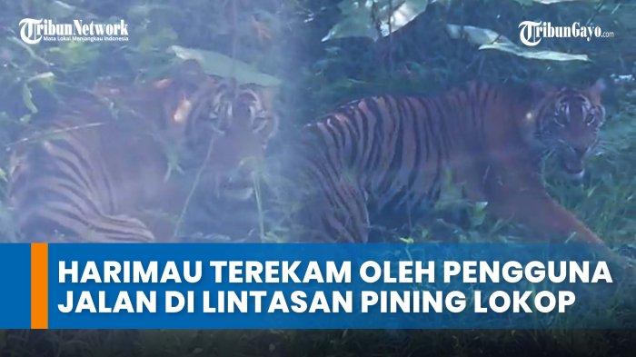 Video Viral Seekor Harimau Terekam oleh Pengguna Jalan Di Lintasan Pining Lokop - tribungayo.com